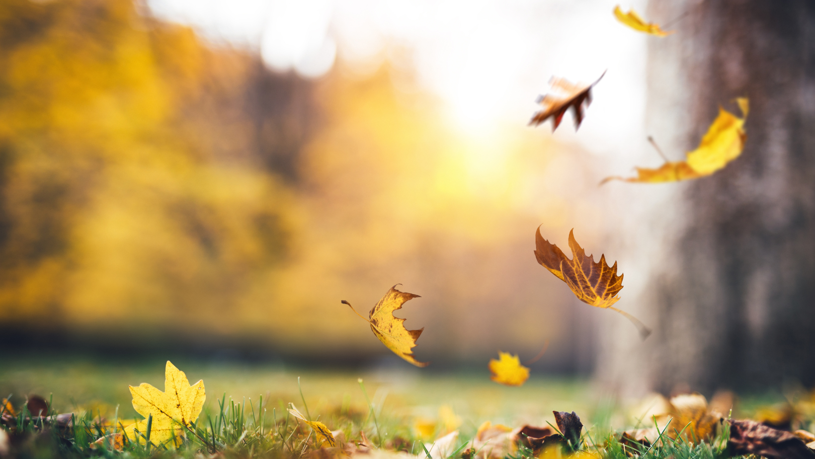 Metal Element - our tips to find your balance | Shiatsu Society (UK)